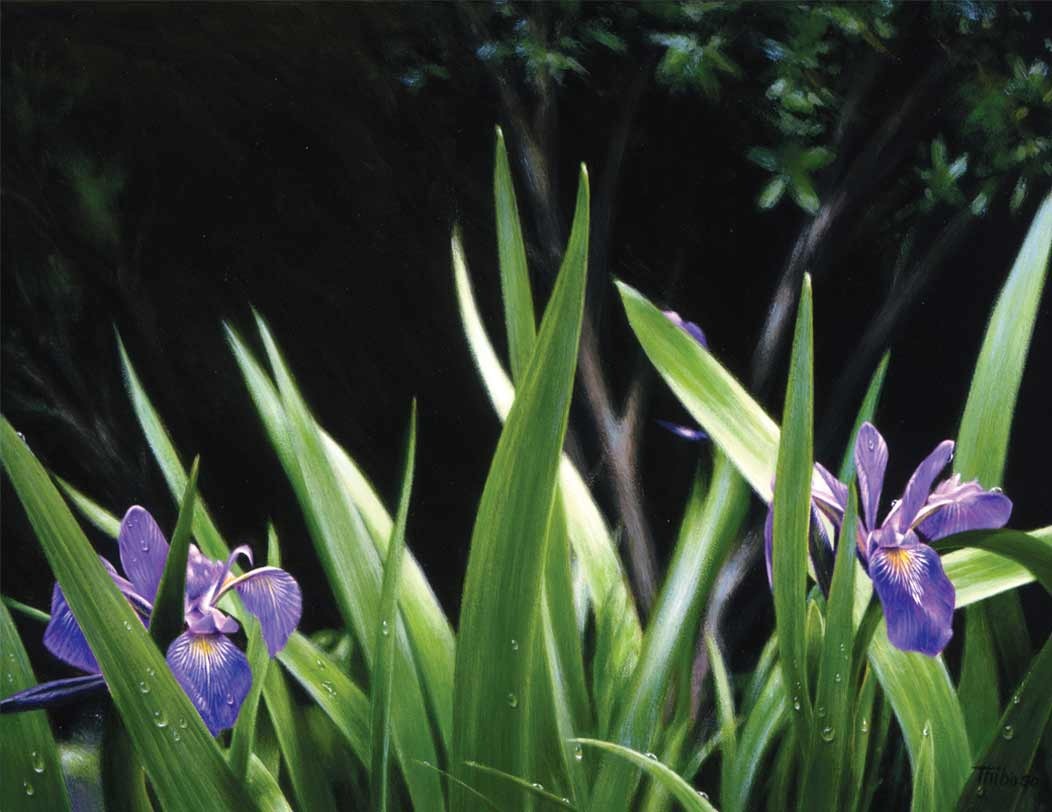 Nature - robert thibault