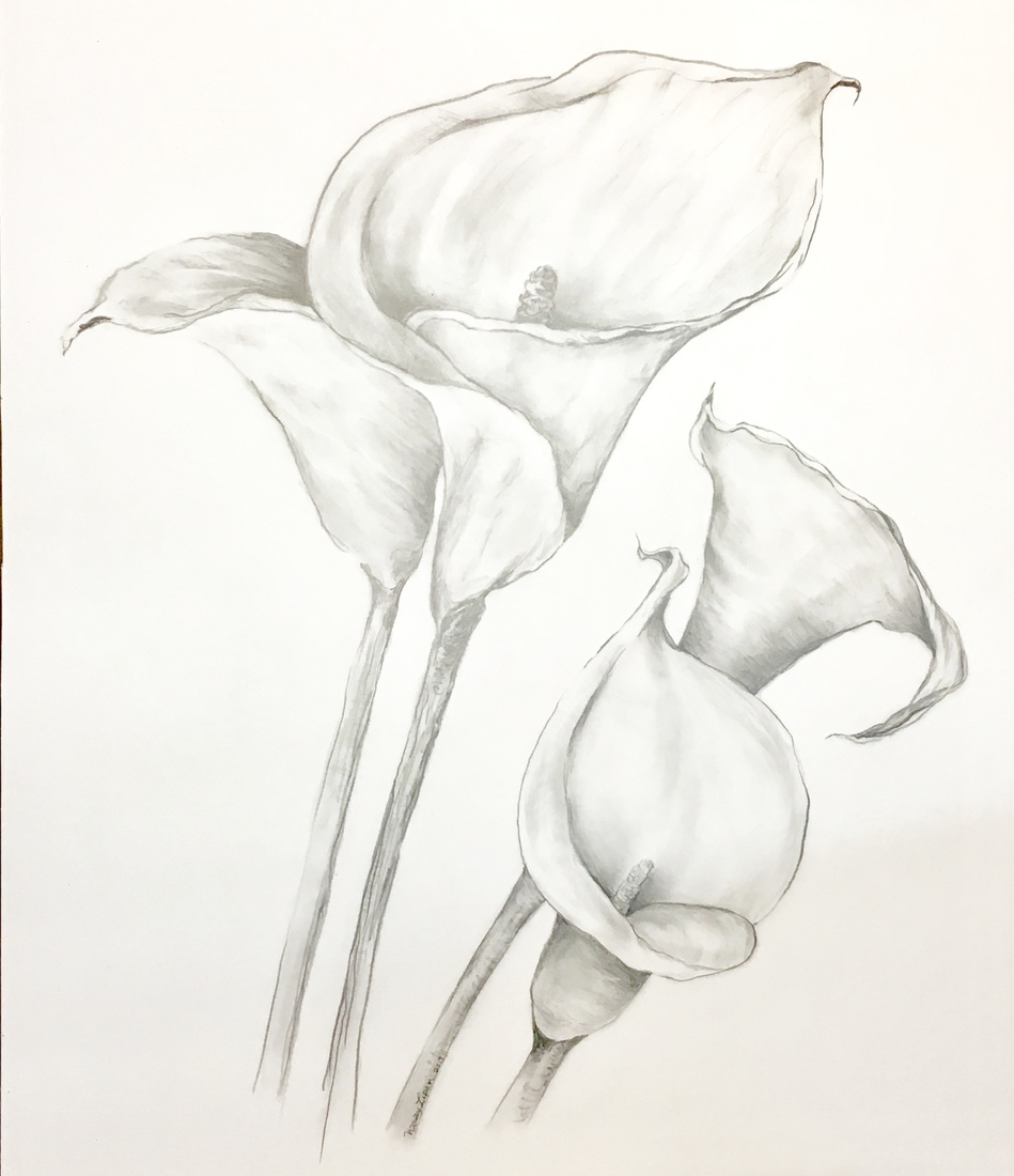 Peace Lily Pencil Drawing