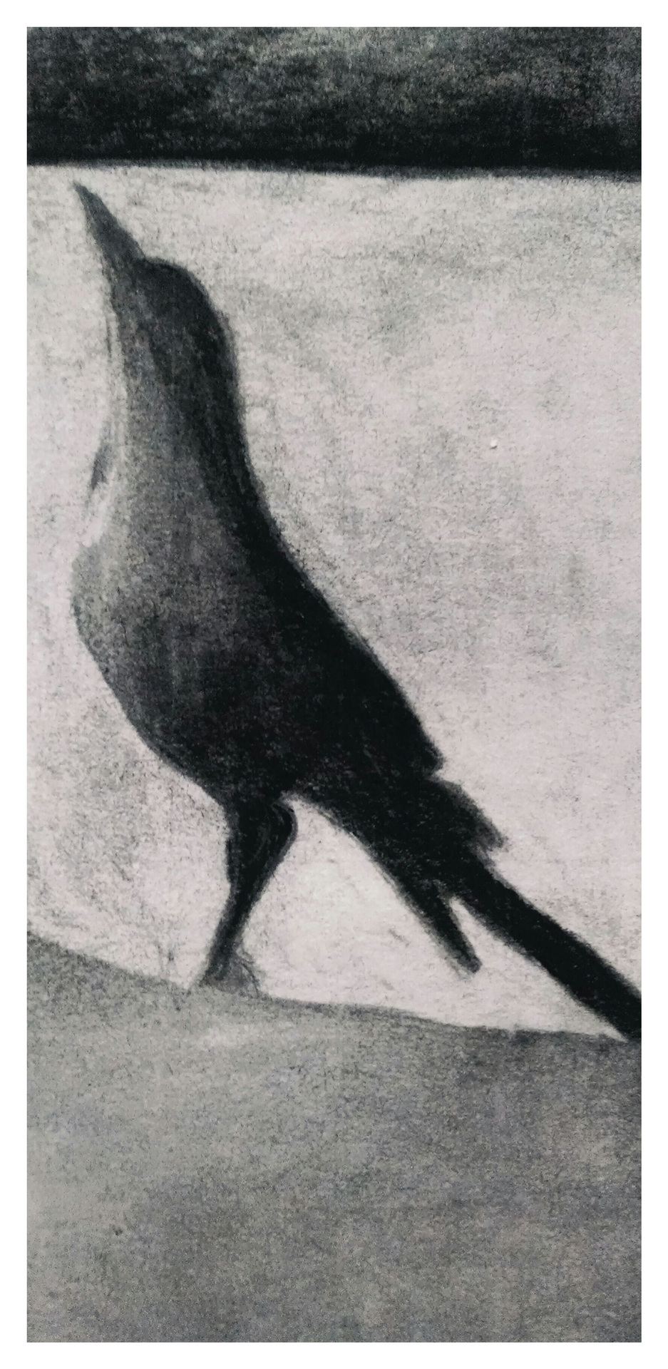 Susan Forster-DiMartino