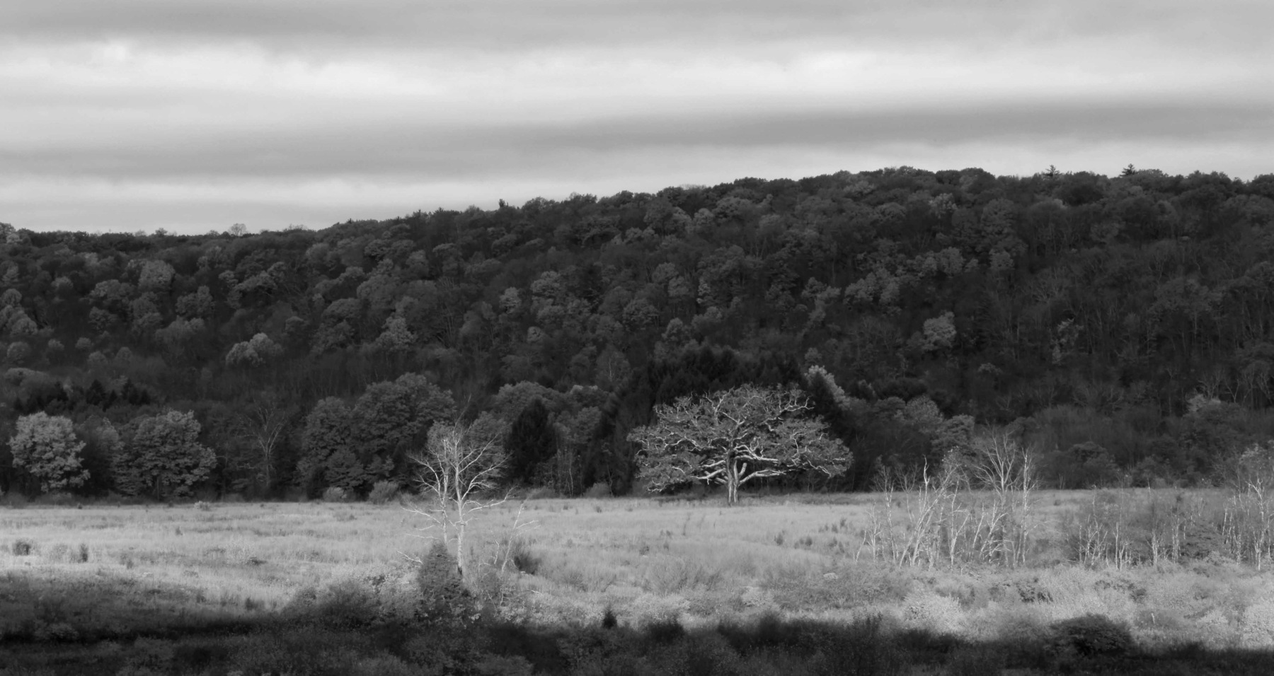 Walpack Oak - Photography