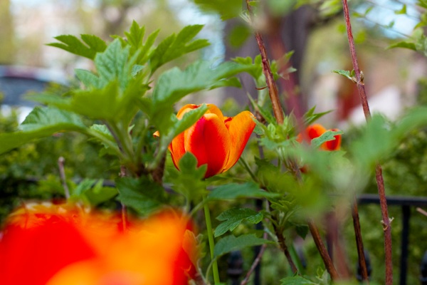 Elliot B. Allison Portfolio