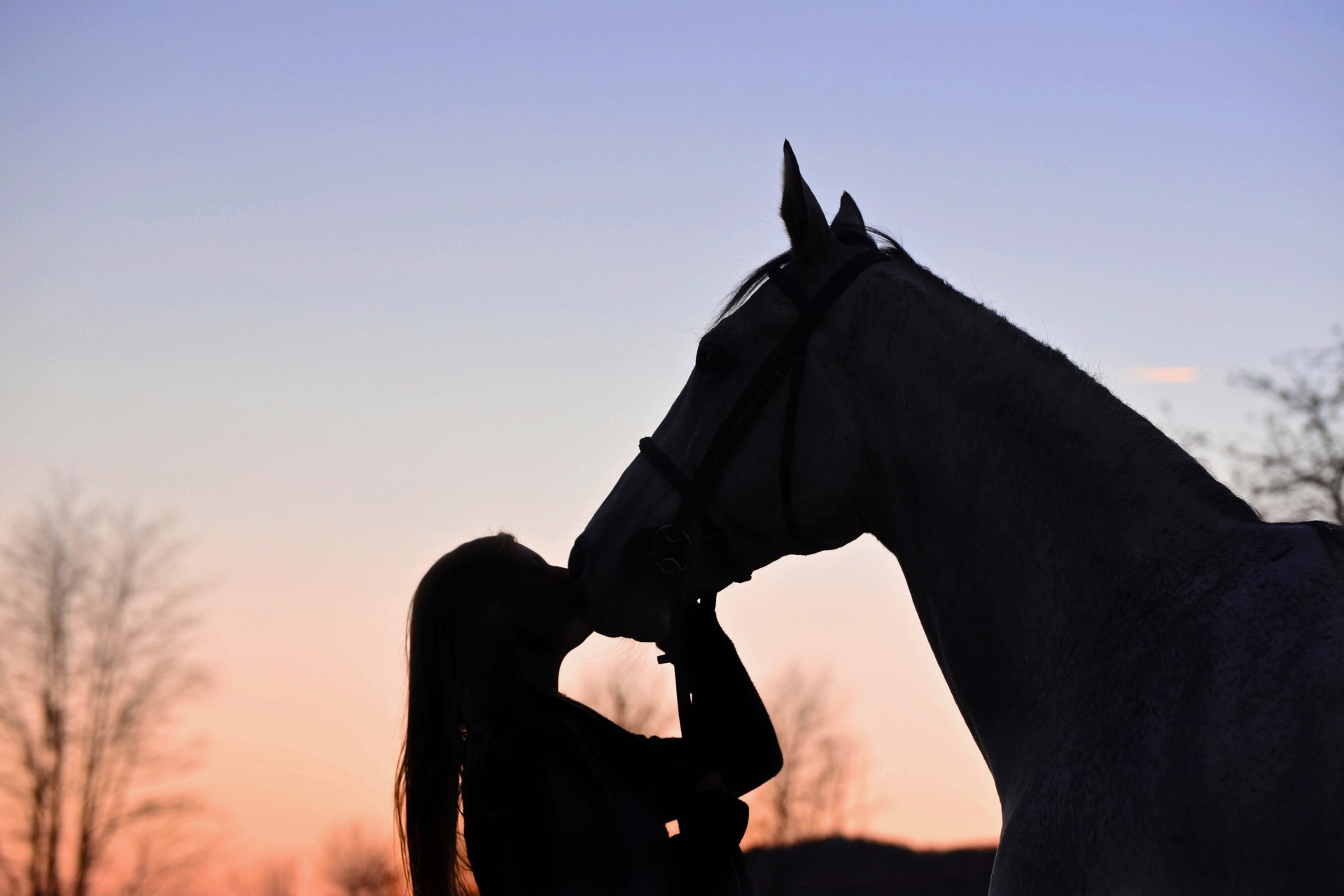victoria morano photography pennsylvania based equine photographer