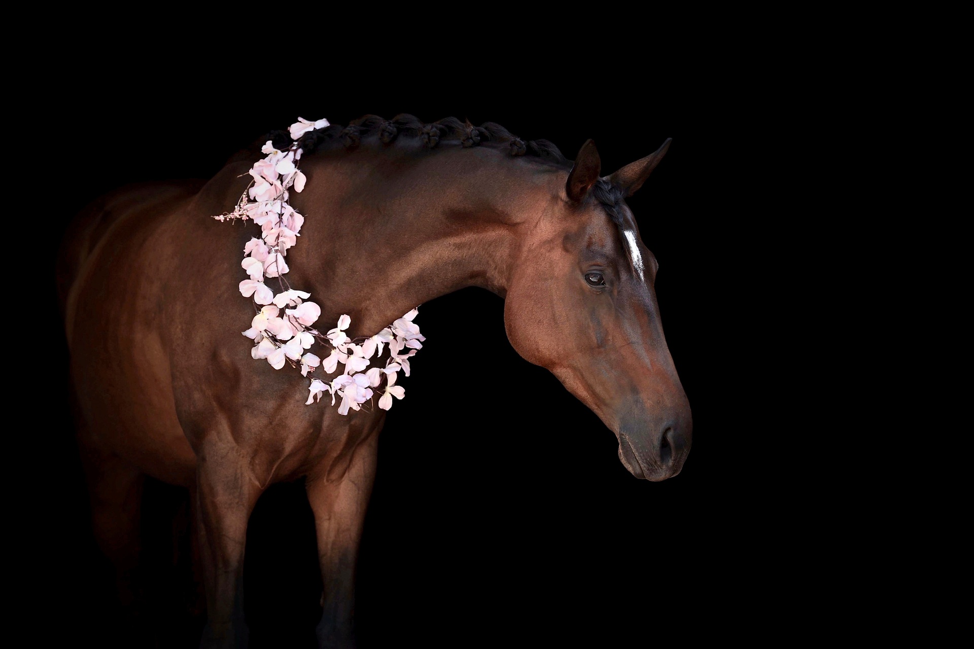 Victoria Morano Photography