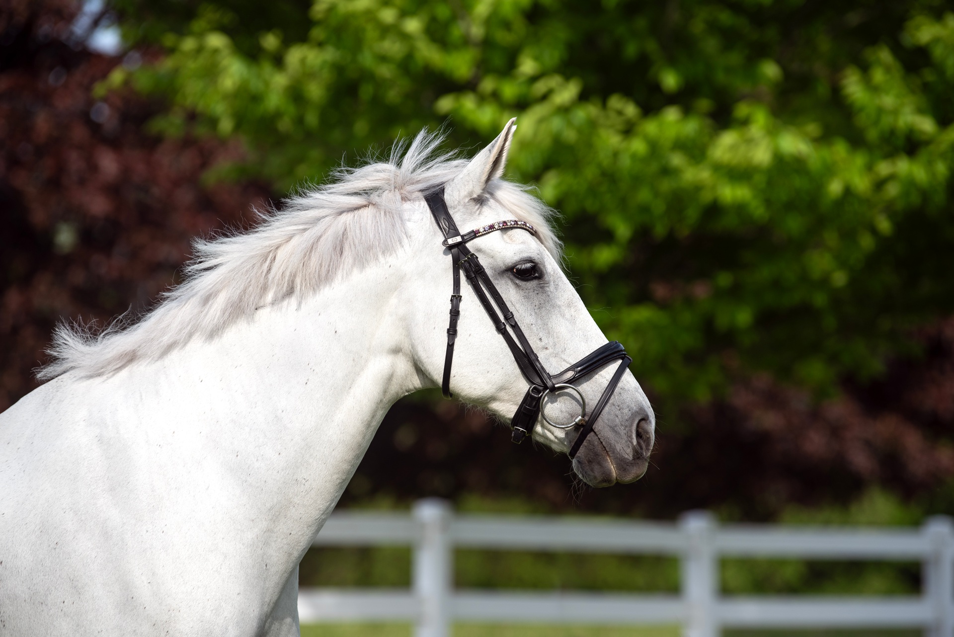 Victoria Morano Photography