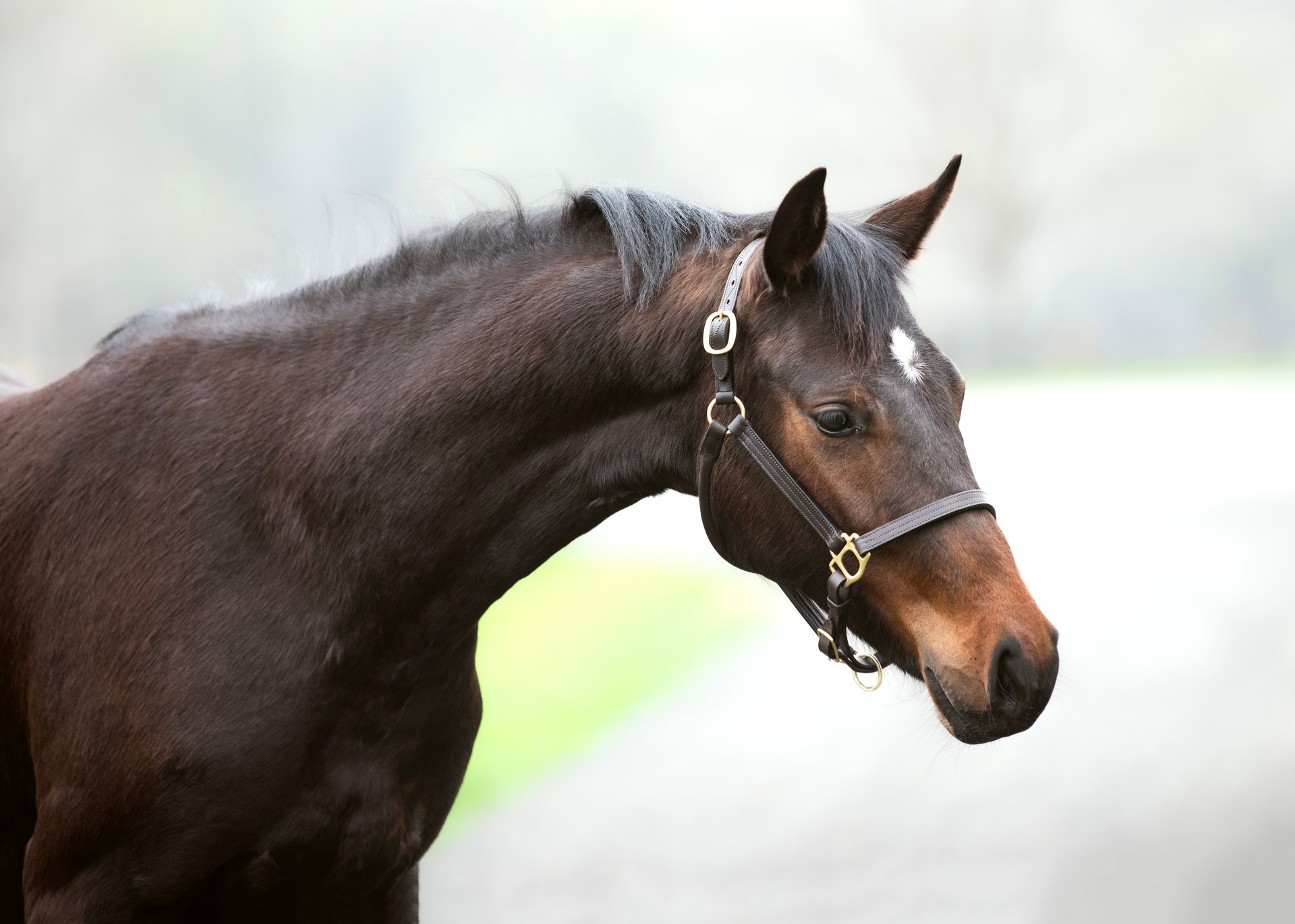 Victoria Morano Photography