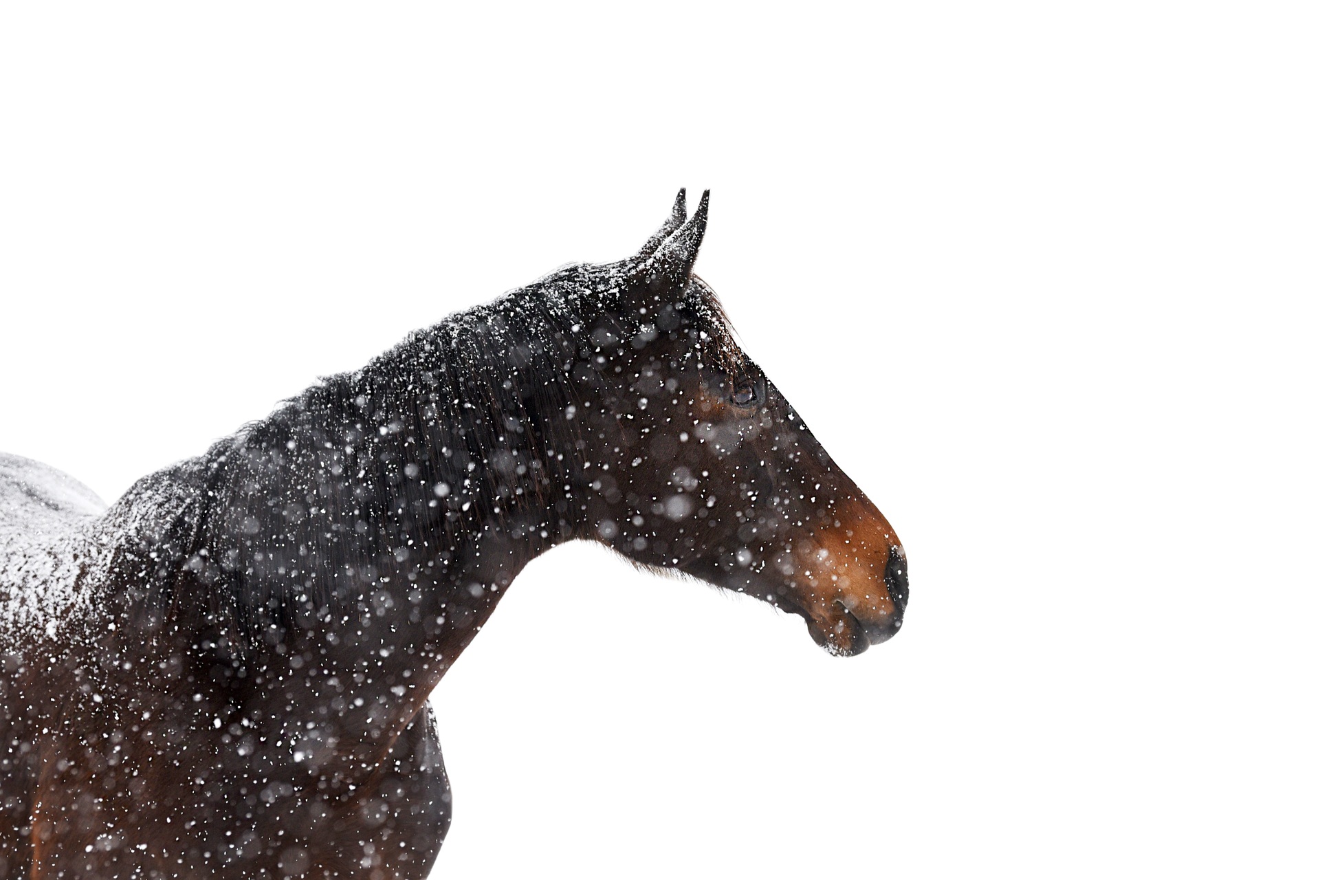 Victoria Morano Photography