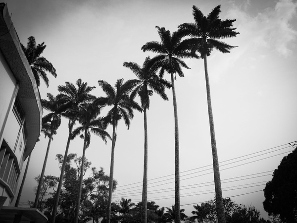 © Elizabeth Sarpong