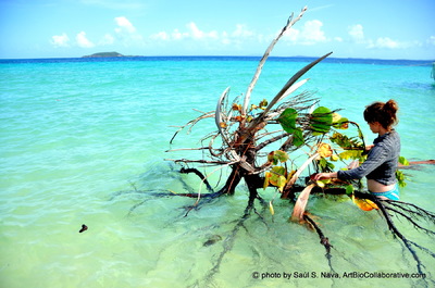 ISLAND LIFE - ART+BIO Collaborative