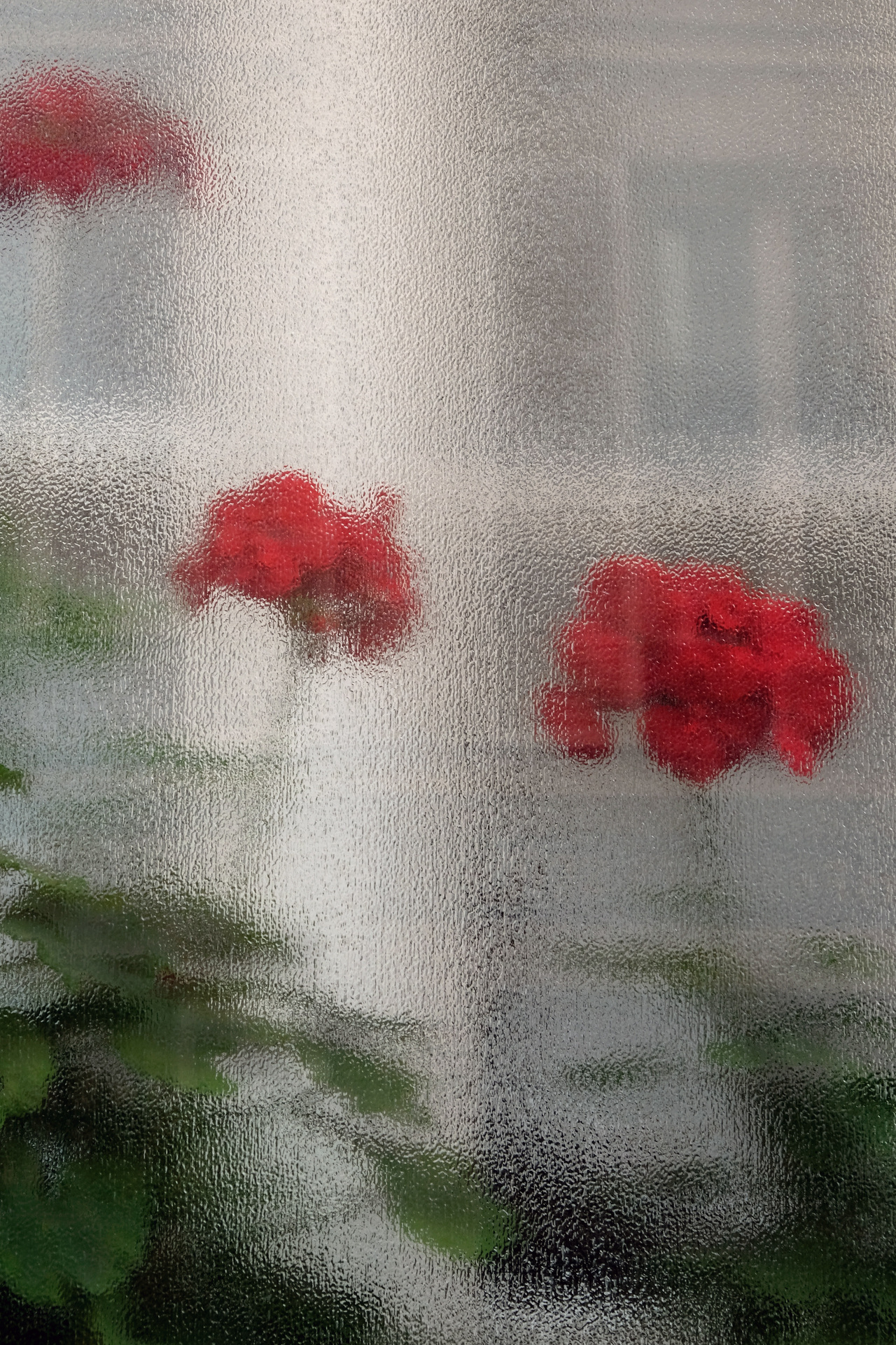 Flowers behind windows