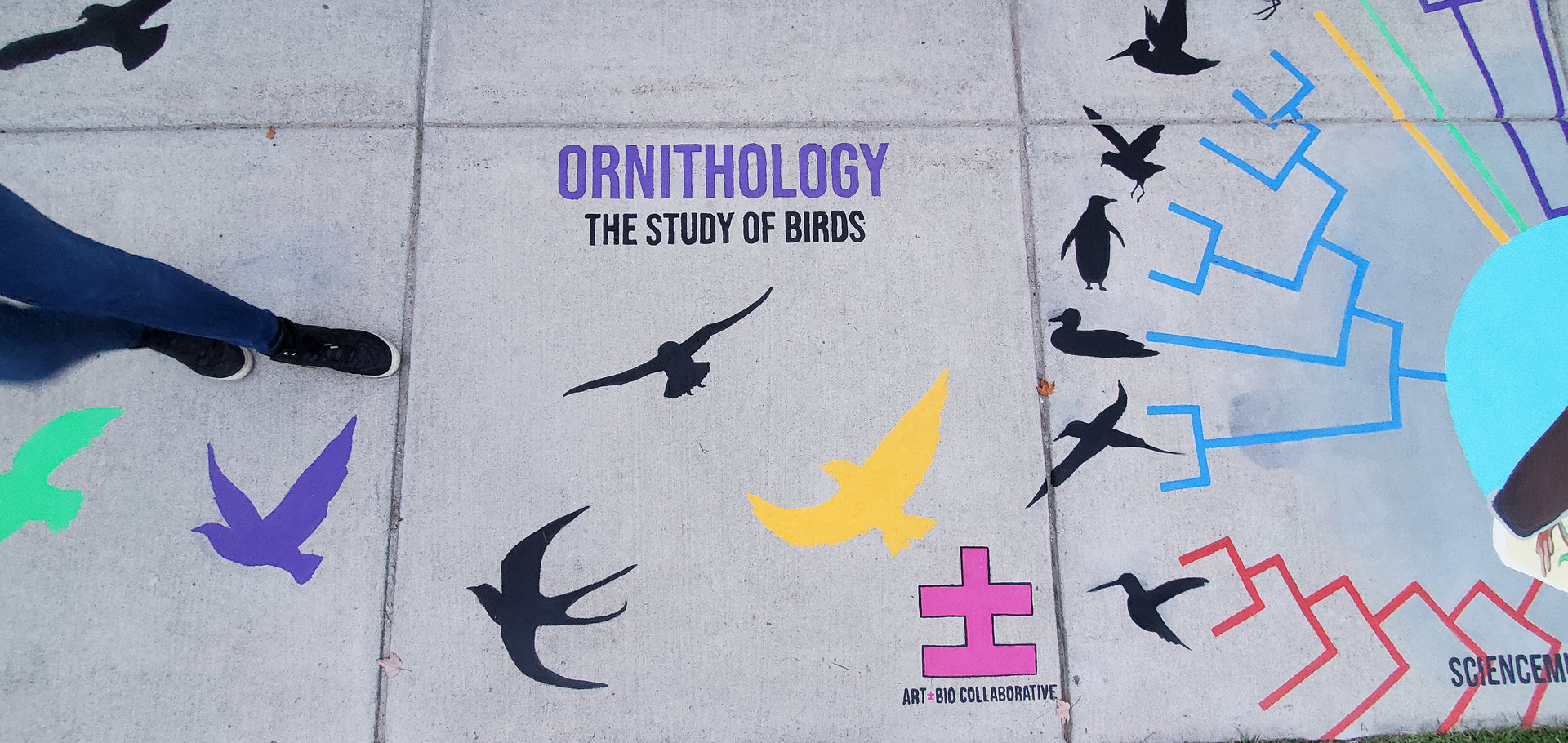 Science Murals - dowdynava