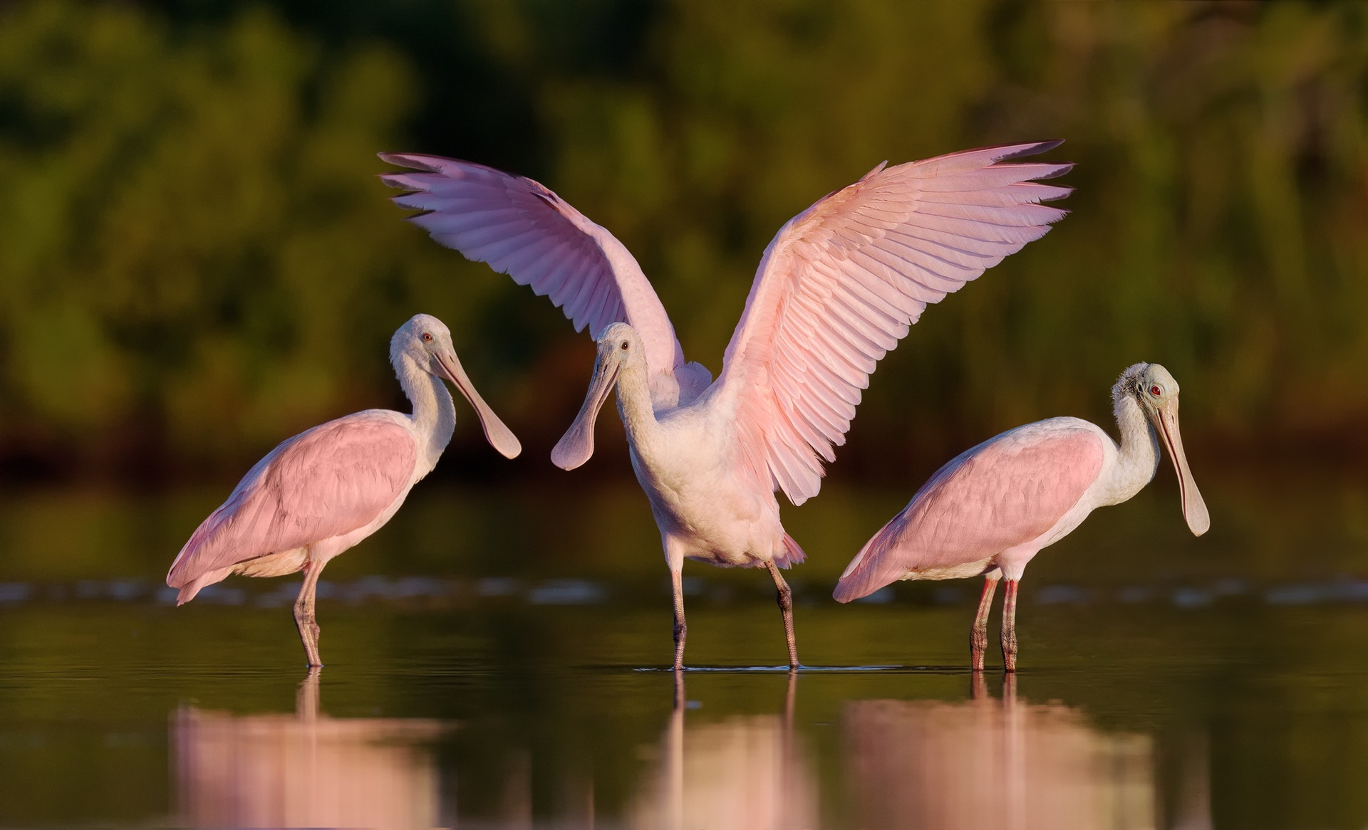 Wading & Shore Birds