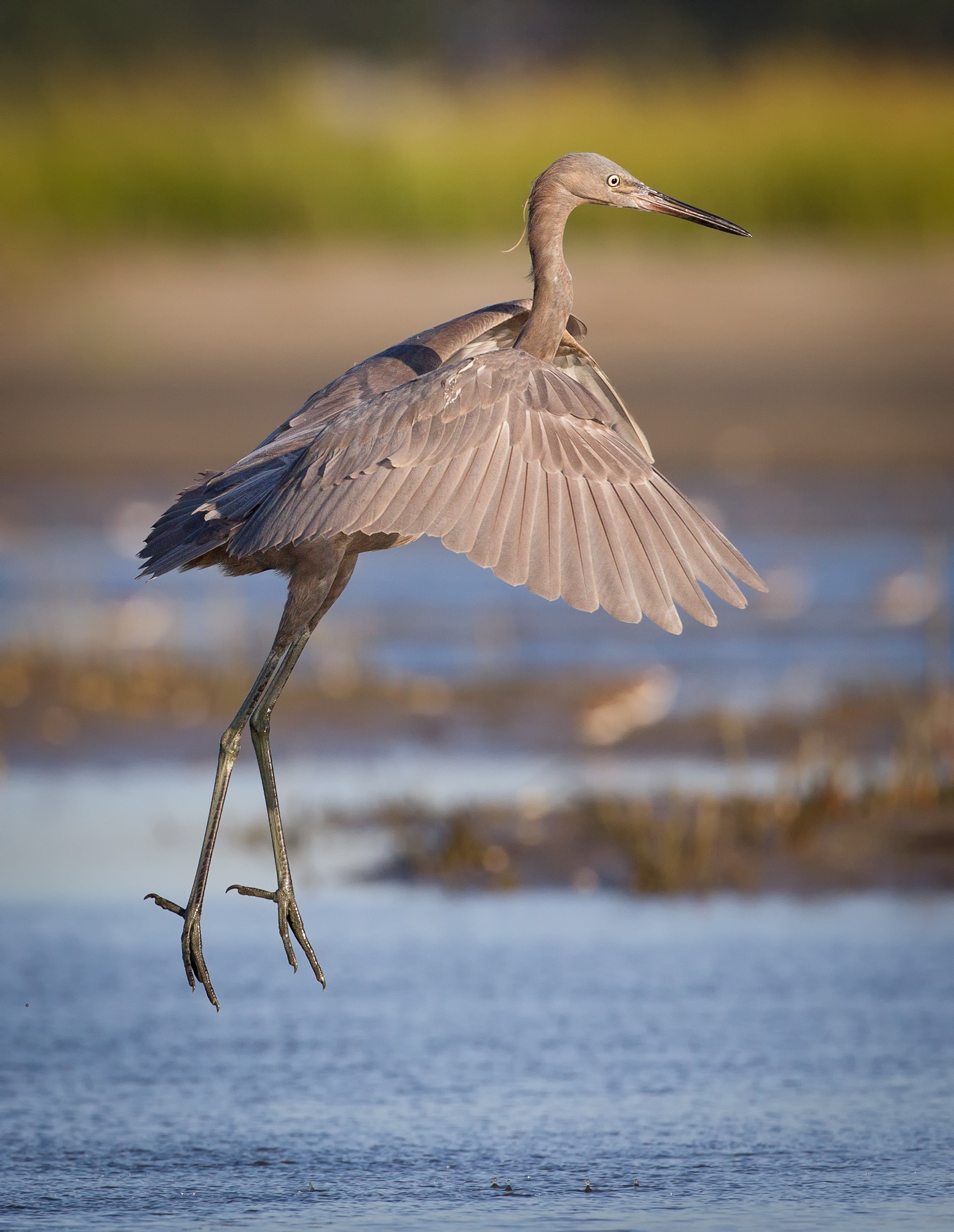 Wading & Shore Birds
