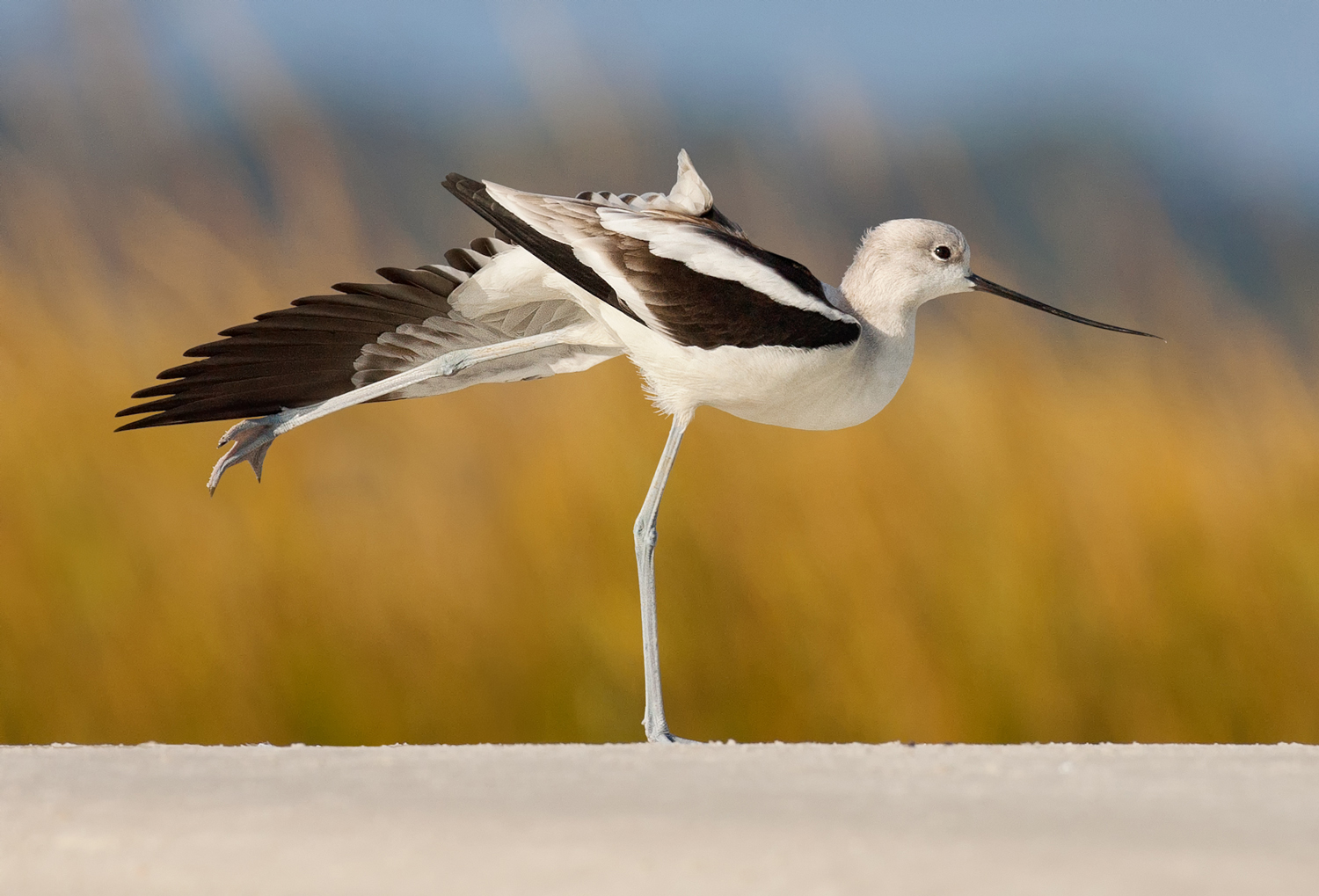 Wading & Shore Birds