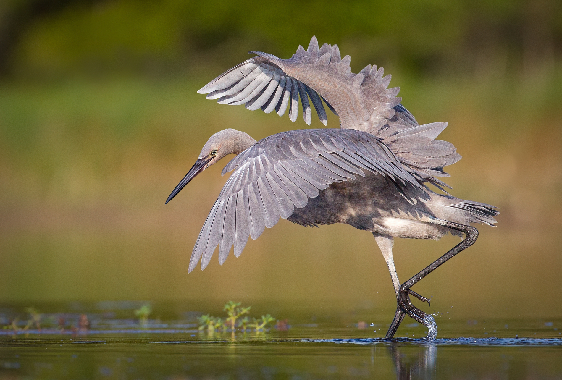 Wading & Shore Birds