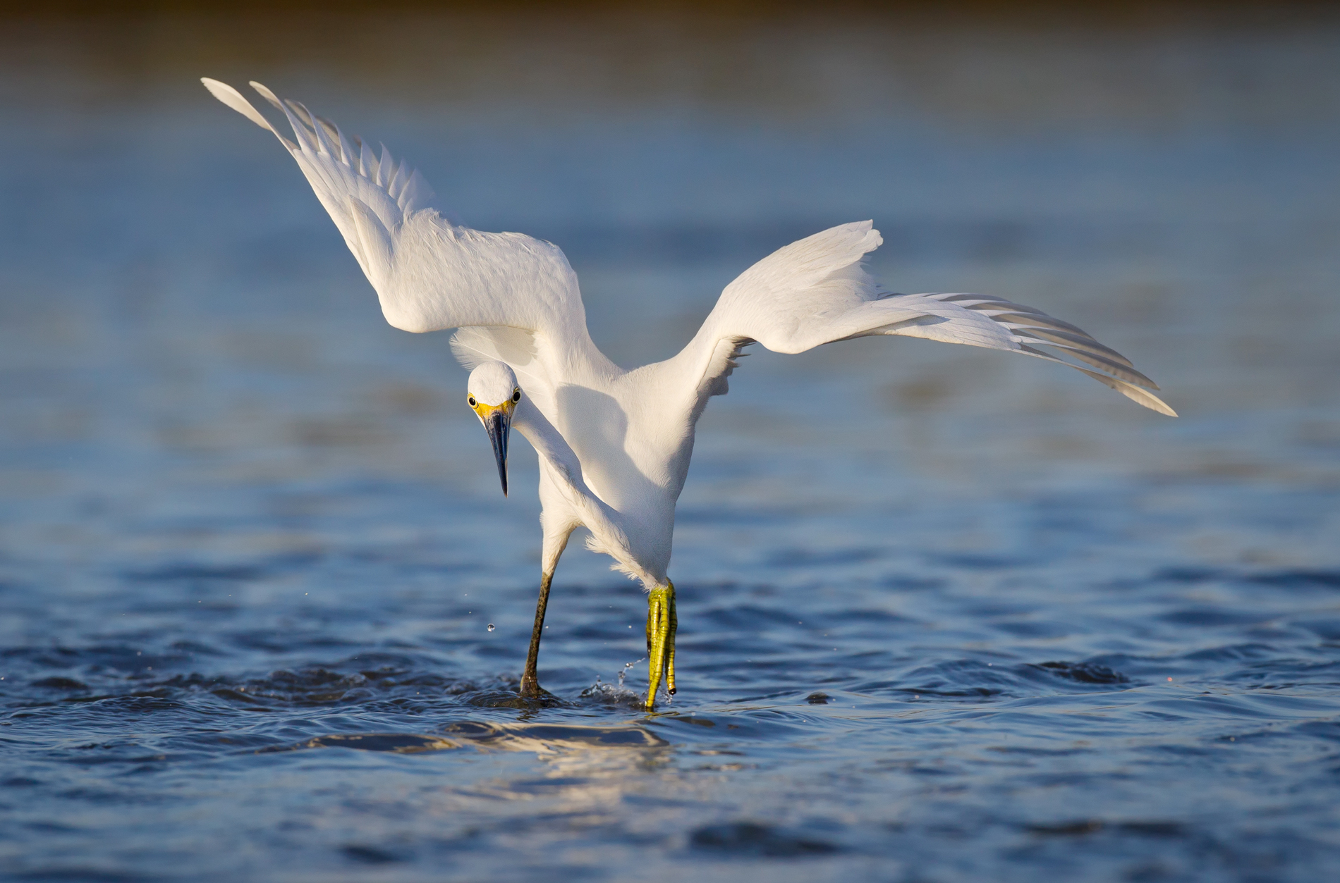 Wading & Shore Birds