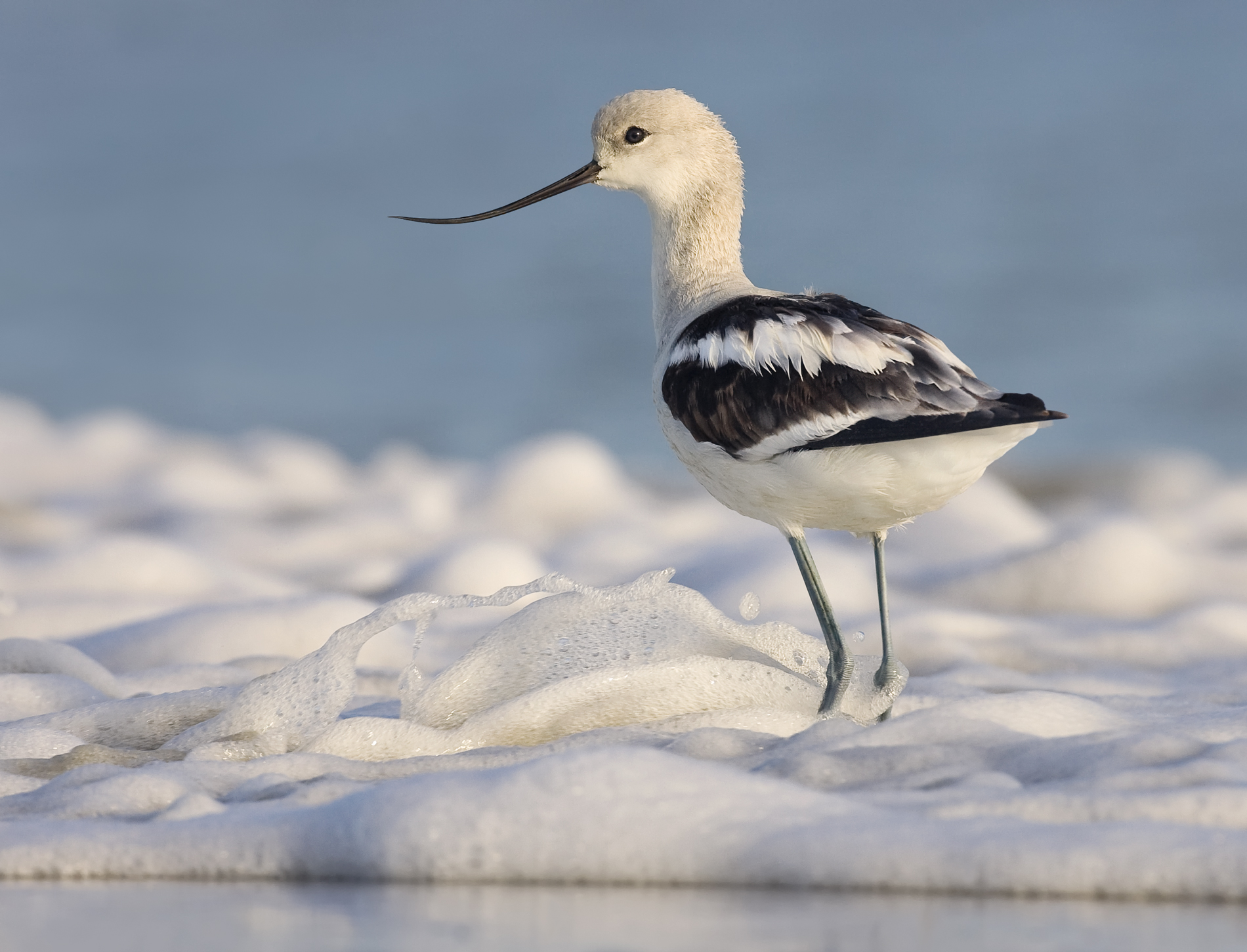 Wading & Shore Birds