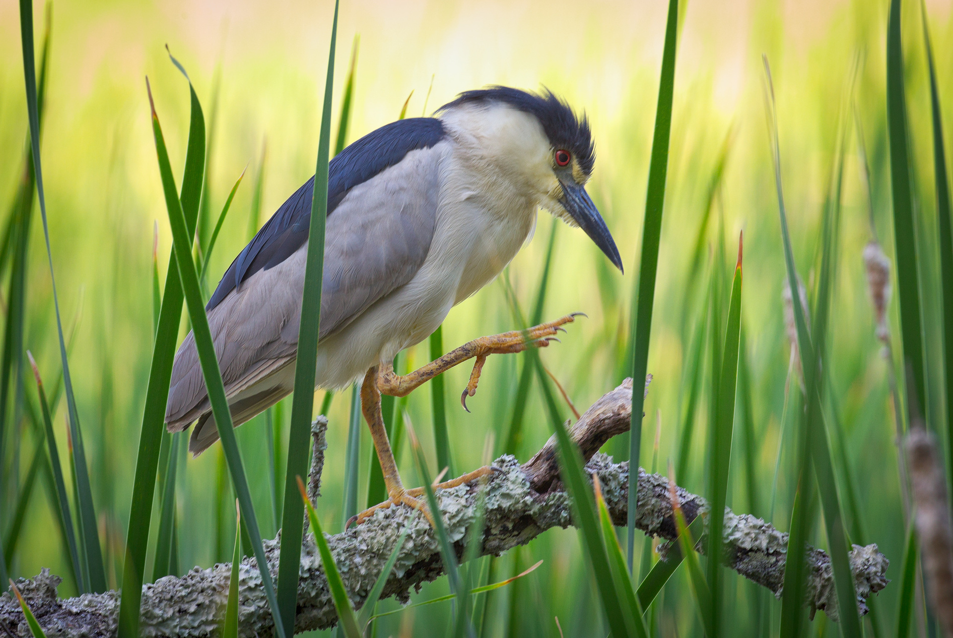 Wading & Shore Birds