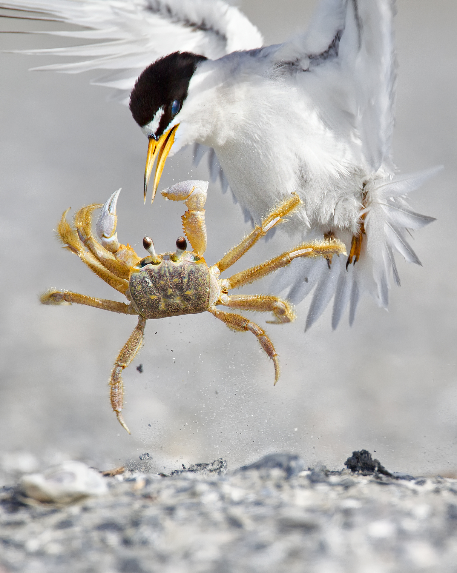 Wading & Shore Birds
