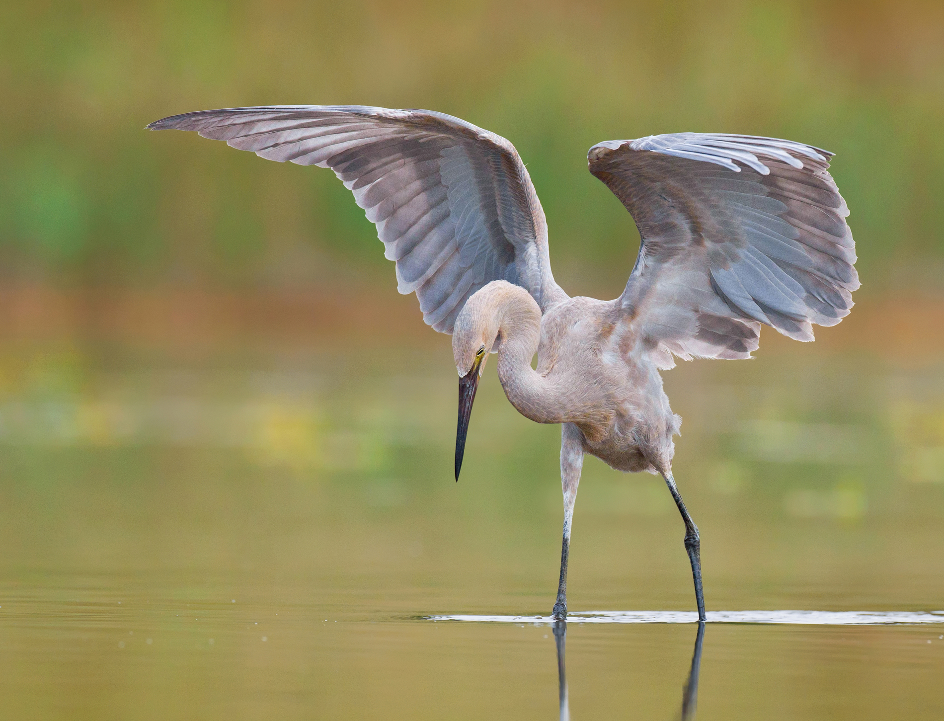 Wading & Shore Birds