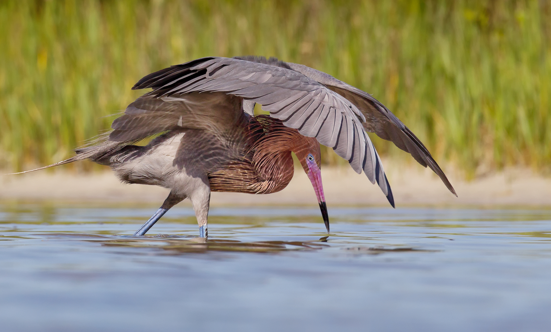 Wading & Shore Birds