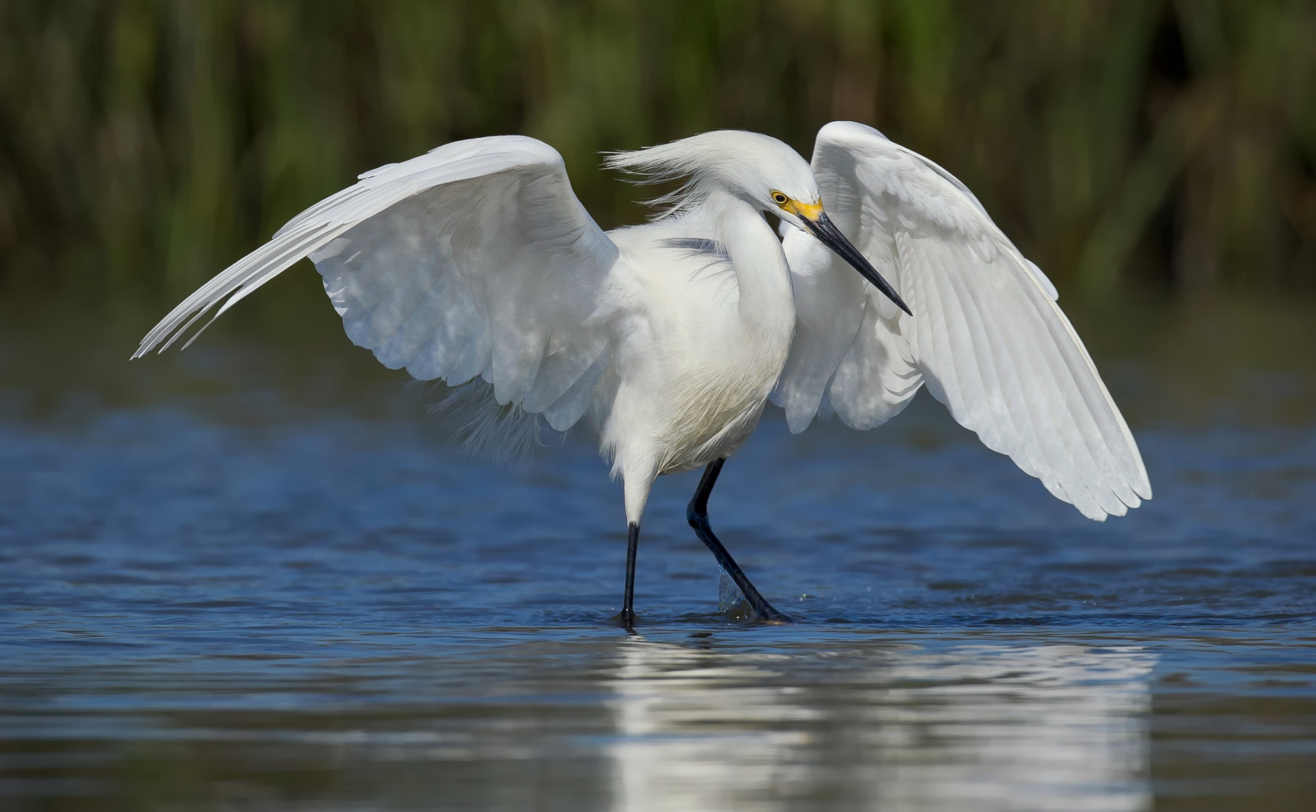 Wading & Shore Birds
