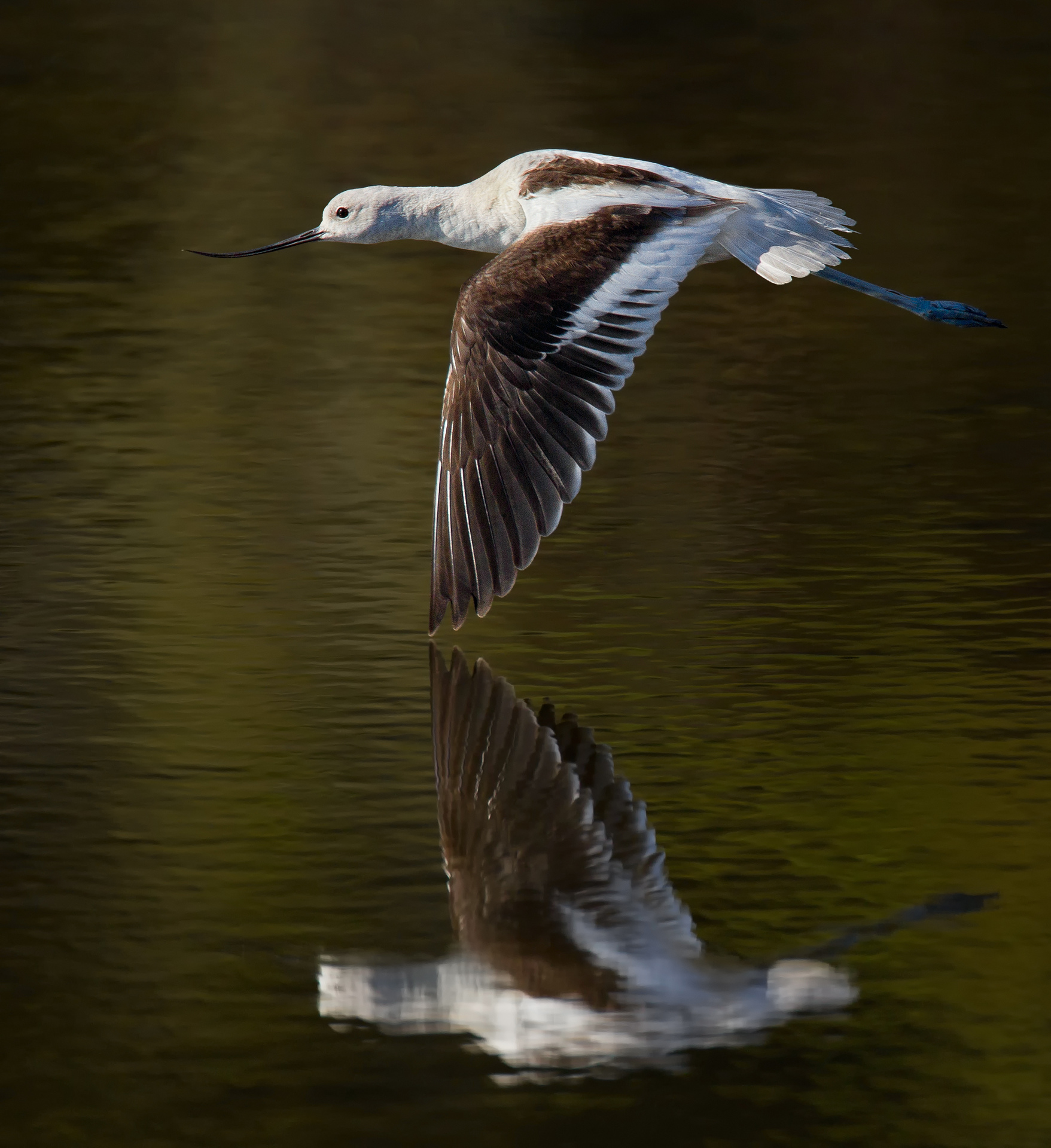 Wading & Shore Birds