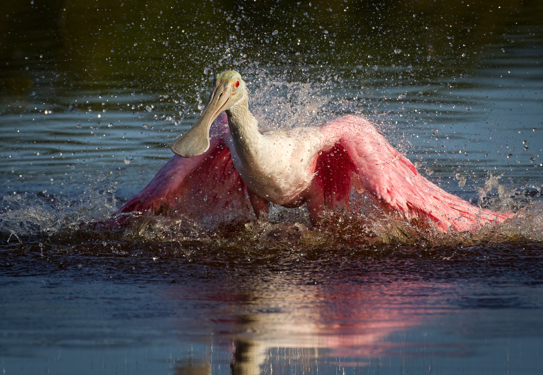 Wading & Shore Birds