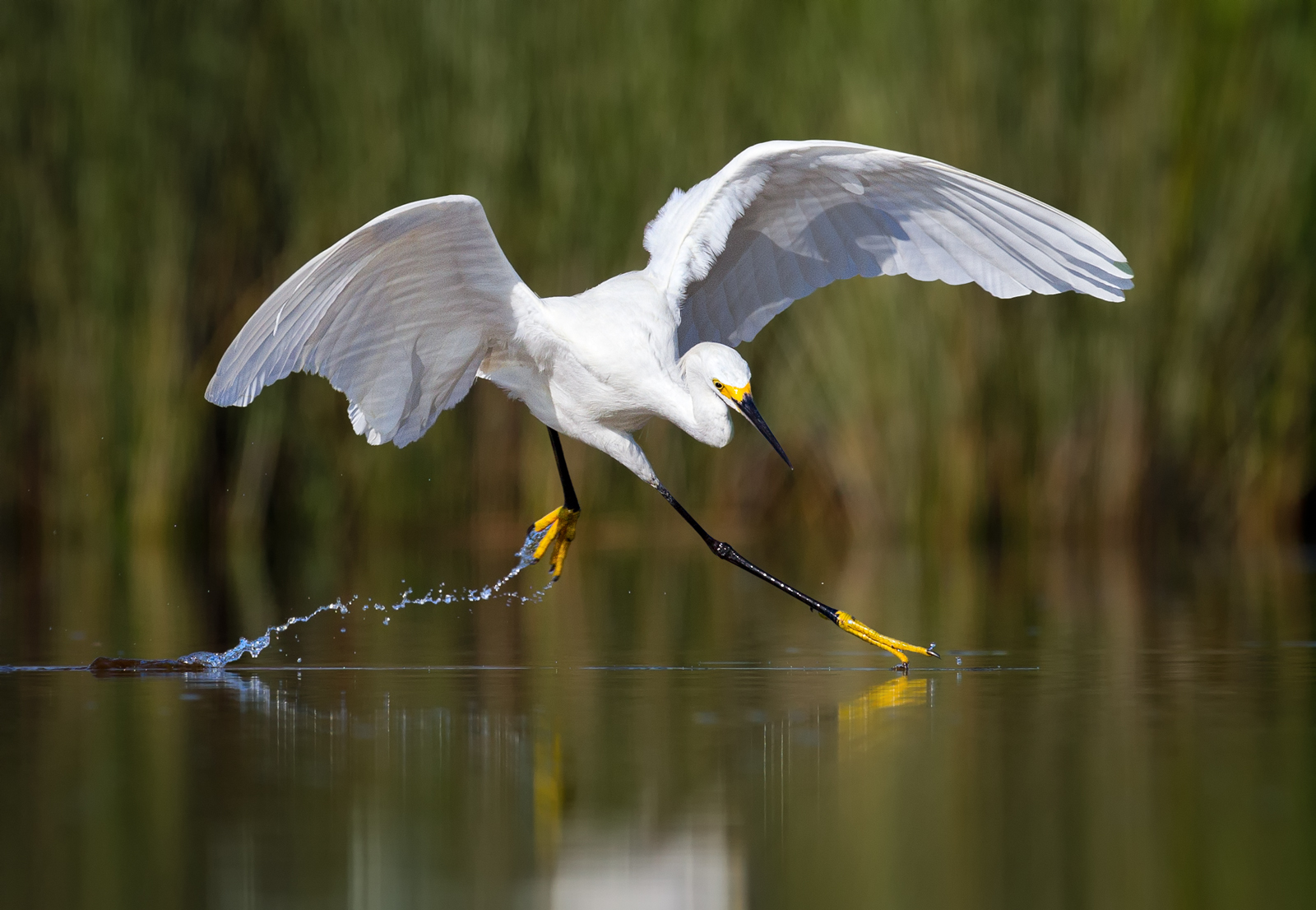 Wading & Shore Birds