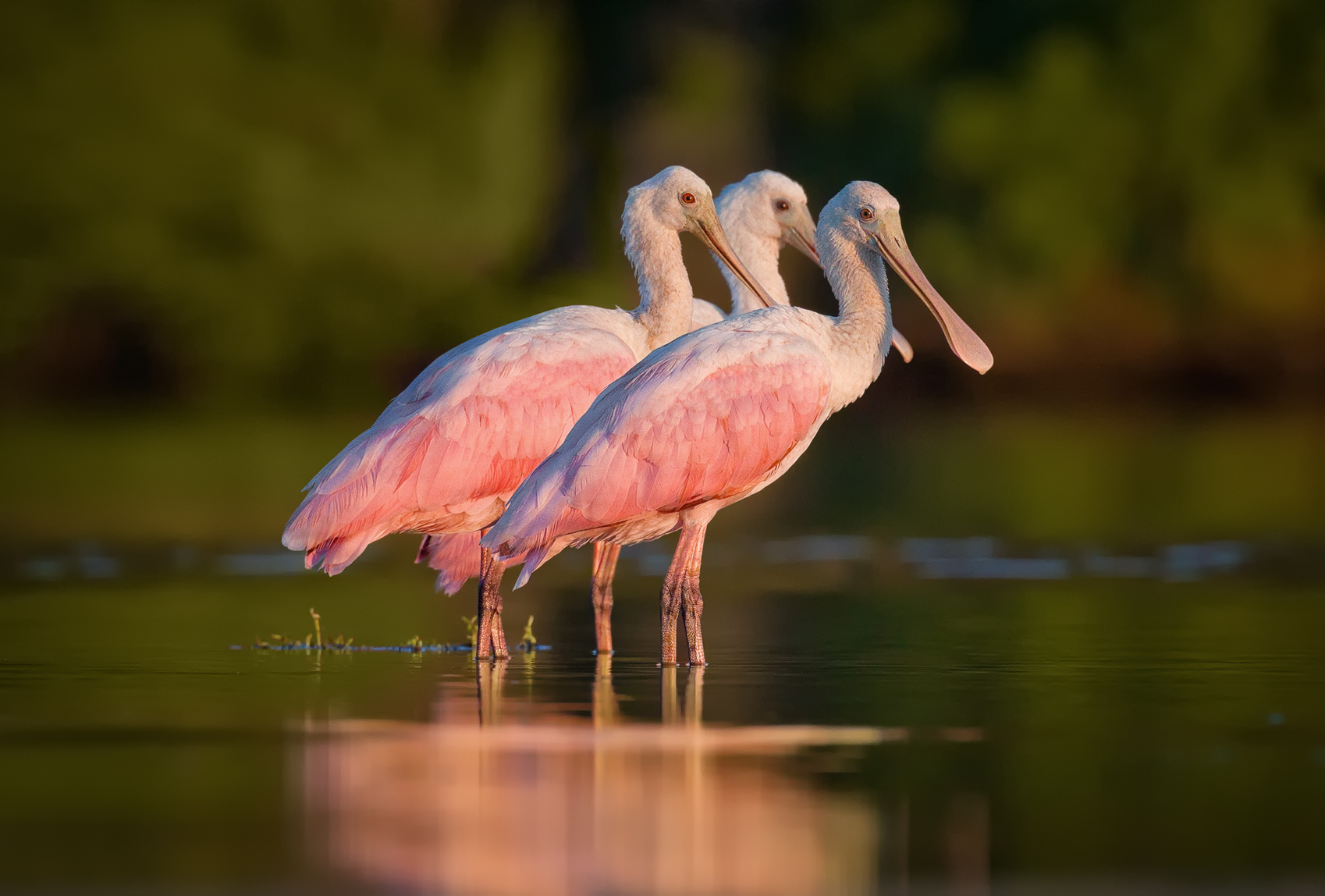 Wading & Shore Birds